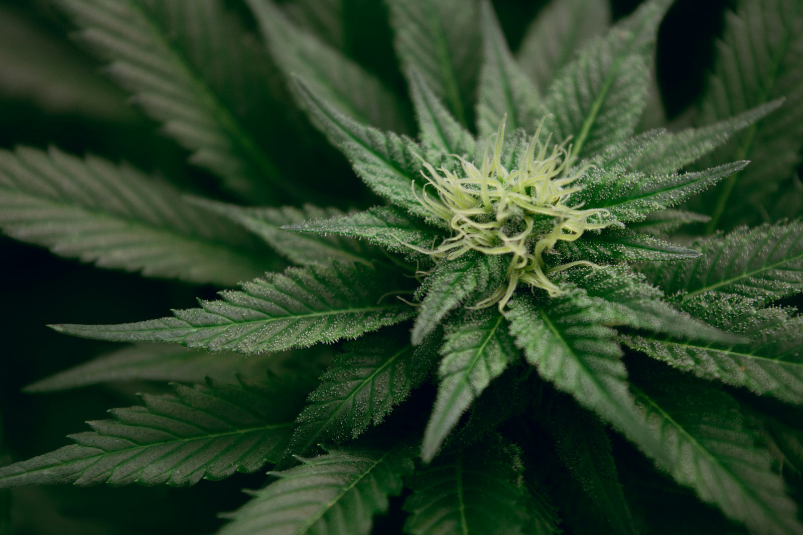 Grow Industry: El Grow Shop Online más BARATO de España